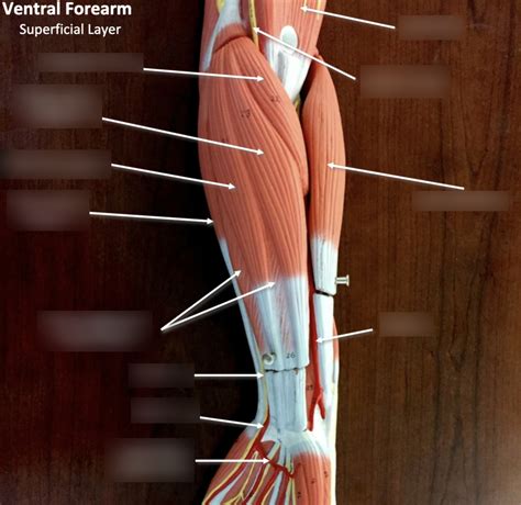 Ventral Forearm Superficial Layer Diagram Quizlet