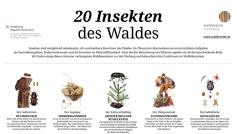 20 Insekten Des Waldes Landwissen