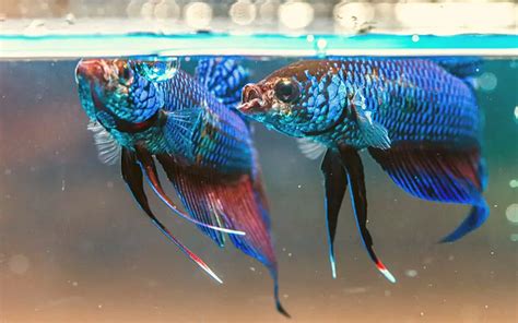 Can Male And Female Betta Fish Live Together Yes Or No