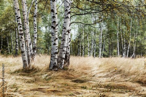 Fototapeta drzewa brzoza wiejski jesień las Dekowizja pl