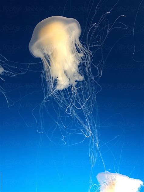 Glowing Jellyfish In Deep Blue Water By Stocksy Contributor Curtis