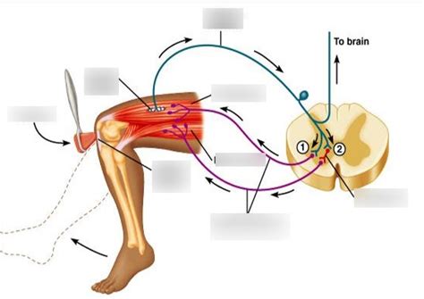 Diagram Of Muscle Spindle Stretch Reflex Quizlet