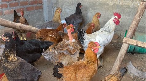 Consejos para que tus gallinas pongan huevos rápido YouTube