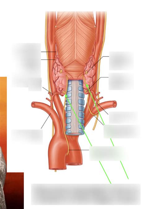 Parathyroid Glands Diagram Quizlet