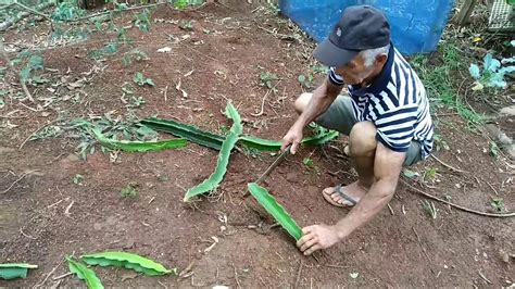 PITAIA COMO FAZER MUDAS E PLANTAR INALDO CARDOSO YouTube