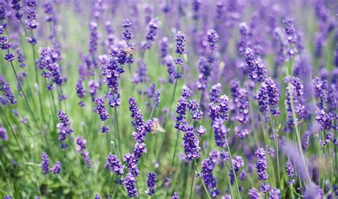 Lavanda Como Plantar E Cultivar Em Casa Blog Plantei