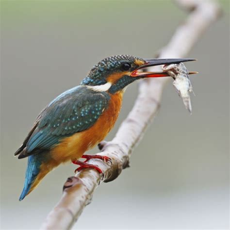Curiosidades Del Mart N Pescador El P Jaro Que Tiene Canci N Propia