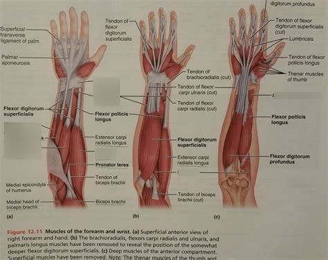Chapter Muscles Of Forearm And Wrist Diagram Quizlet