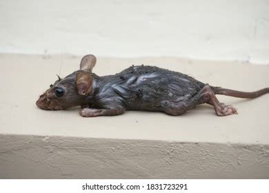 Rata De La Casa Muerta Y Foto De Stock Editar Ahora 1831723291