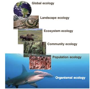 Exam Population Ecology Flashcards Quizlet
