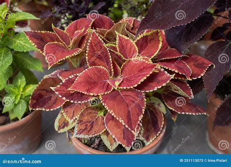 Coleus Reddish Or Purple Leaves Known As Plectranthus Scutellarioides