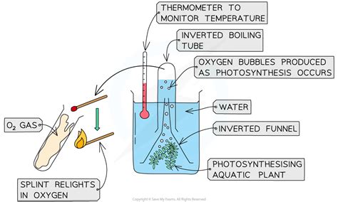 Edexcel IGCSE Biology Double Science 复习笔记 2 5 3 Practical