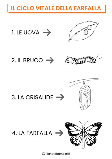 Il Ciclo Vitale Della Farfalla Da Colorare PianetaBambini It