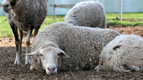 Flambée de la fièvre catarrhale ovine 190 foyers confirmés en France