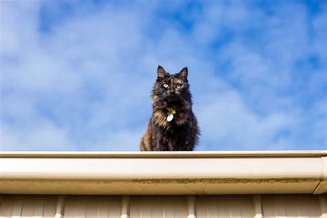 Five Ways To Enrich Fear Free Happy Homes Fear Free Happy Homes