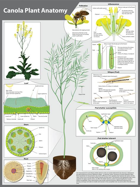 Basic Plant Nutrition Canola Encyclopedia