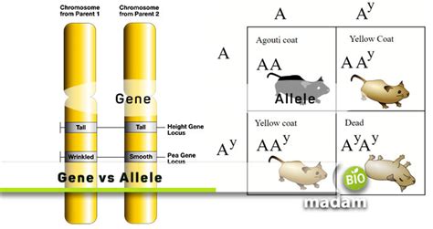 Difference Between A Gene And An Allele Biomadam