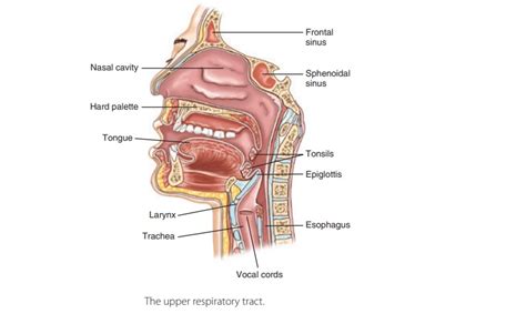 Parts Of The Human Nose And Their Functions