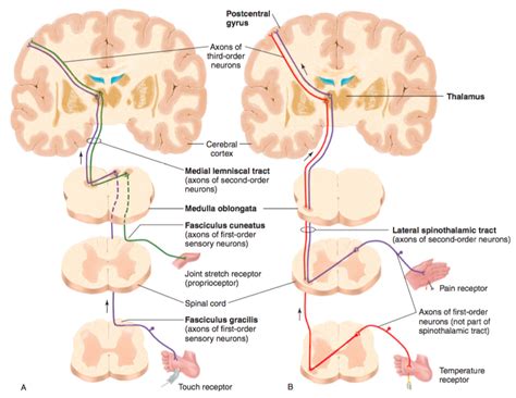 Medial Lemniscus Spinal Cord