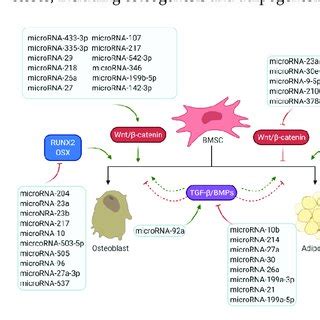 Wnt Catenin Signalling Involved In Bone Or Fat Regulation Left In