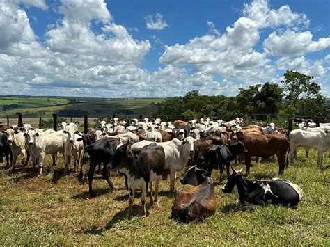 Trio suspeito de tentar furtar gado de fazenda e atolar caminhão
