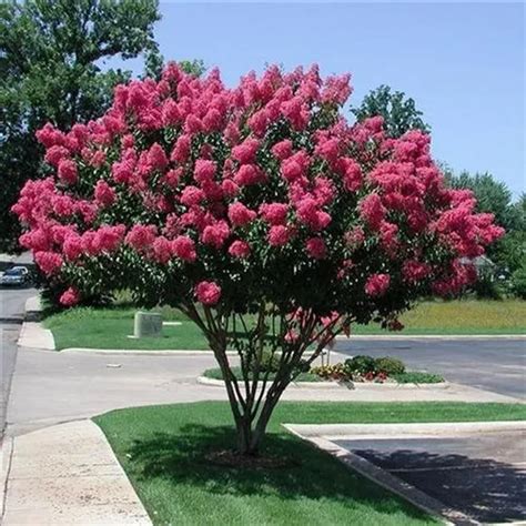 Lagerstroemia Indica árbol De Júpiter T14 16cm 50lts