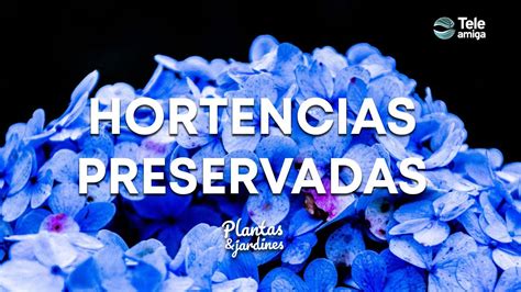 Hortensias Preservadas Plantas Y Jardines En Teleamiga Youtube
