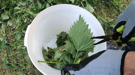 El ingrediente secreto para un jardín saludable las plantas crecerán 5