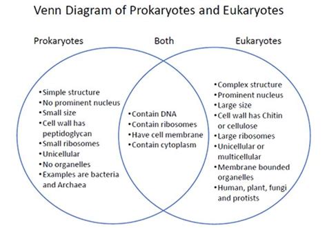 Archaea Vs Bacteria Venn Diagram