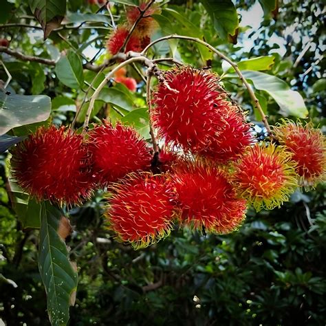Rambutan Binjai Fruits Grafted Rambutan Friuts Tree Seeds Etsy