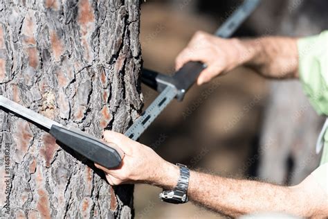 Mesurer le diamètre d un arbre Stock Photo Adobe Stock