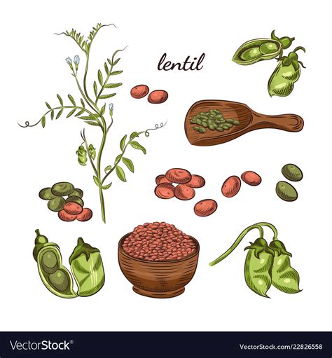 Lentil Plant Hand Drawn Royalty Free Vector Image
