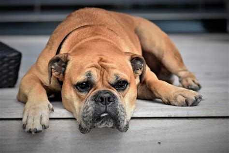 Cómo saber si un perro tiene fiebre y qué hacer Aon Seguro para