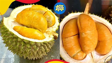 Durian Duri Hitam Vs Musang King Durian Black Thorn Durian D200 YouTube