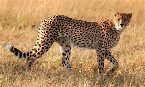Was Ist Der Unterschied Zwischen Jaguaren Leoparden Und Geparden Catit