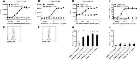 Fcγ receptor signaling and antibody dependent cellular cytotoxicity of