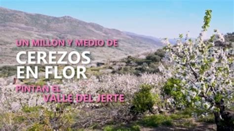 Un millón y medio de cerezos en flor pintan el Valle del Jerte YouTube