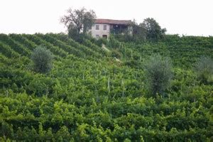Think You Know Prosecco Think Again Cellar Tour Bisol