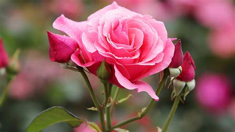 Pink Rose Flower Images Hd Wallpapers For Pc Infoupdate Org
