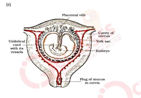 A I Explain The Monosporic Development Of Embryo Sac In The Ovule