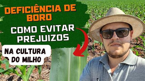 DEFICIÊNCIA DE BORO B NO MILHO Qual o manejo para evitar a