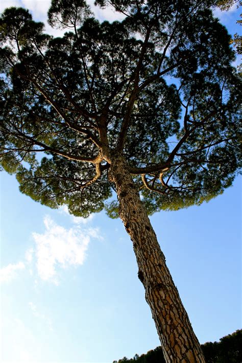 Banco de imagens panorama árvore natureza ao ar livre ramo
