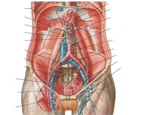 Netters Lymph Vessels And N Odes Of Posterior Abdominal Wall Diagram