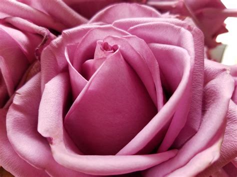17 Rose Color Meanings To Help You Pick The Perfect Bloom Every Time