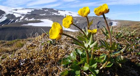 Как выглядит лишайник полярный мак фото