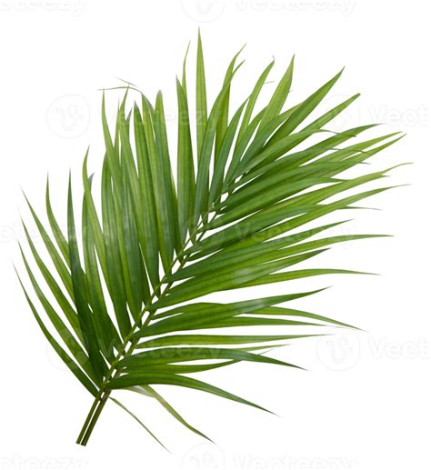 Tropical Green Leaf Of Palm Tree On Transparent Background Png File