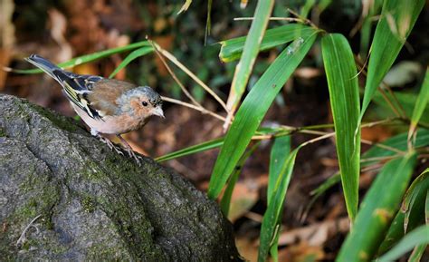 Buchfink Vogel Tier Kostenloses Foto Auf Pixabay Pixabay