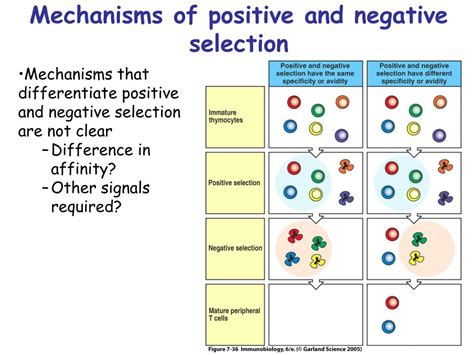 ppt lymphocyte development and survival chapter 7 powerpoint presentation id 154382