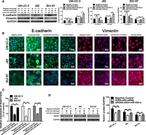 Frontiers Reduction Of Bladder Cancer Chemosensitivity Induced By The
