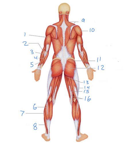 Anatomy BMQ Quiz 5 And 6 Posterior View Of The Arms Legs Flashcards